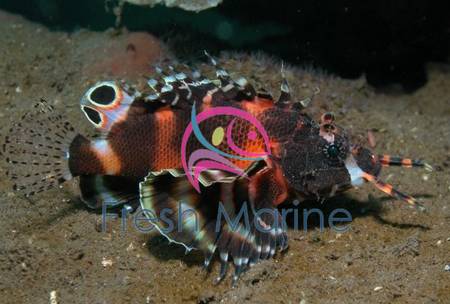 FreshMarine.com - Fu Manchu Lionfish - Dendrochirus biocellatus - Buy ...
