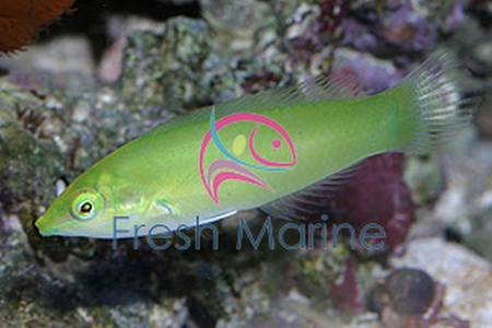 FreshMarine.com - Green Wrasse - Halichoeres chloropterus - Pastel ...