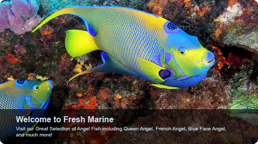 Saltwater Fish - FreshMarine.com - Salt Water Fish Vivid Aquarium Color ...