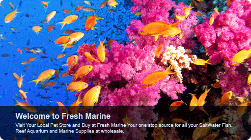 Saltwater Fish - FreshMarine.com - Salt Water Fish Vivid Aquarium Color ...