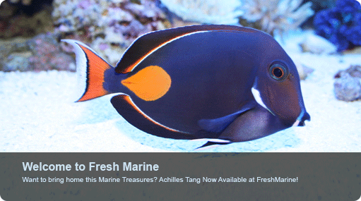 Saltwater Fish - FreshMarine.com - Salt Water Fish Vivid Aquarium Color ...