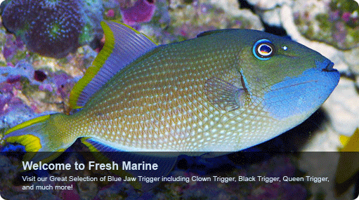 Saltwater Fish - FreshMarine.com - Salt Water Fish Vivid Aquarium Color ...