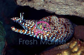 FreshMarine.com - Japanese Dragon Eel - Enchelycore pardalis - Buy ...