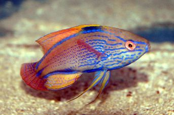 FreshMarine.com - Lineatus Fairy Wrasse - Cirrhilabrus lineatus - Buy ...