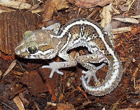 FreshMarine.com - Madagascar Pictus Gecko - Paroedura pictus - Buy ...