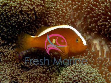 FreshMarine.com - Orange Skunk Clown - Amphiprion sandaracinos - Pink ...