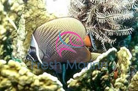 FreshMarine.com - Pakistan Butterfly Fish - Chaetodon collare ...