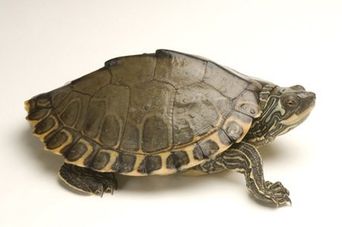 FreshMarine.com - Pearl River Map Turtle - Graptemys gibbonsi - Buy ...