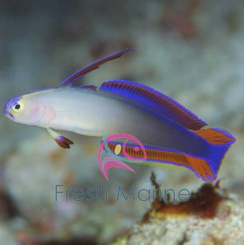 FreshMarine.com - Purple Firefish - Nemateleotris decora - Purple ...