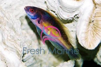 FreshMarine.com - Purple Velvet Wrasse Male - Cirrhilabrus ...