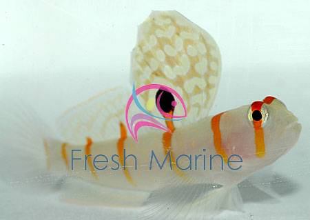 FreshMarine.com - Randal's Goby - Orange Stripe Prawn Goby - Buy Cheap ...