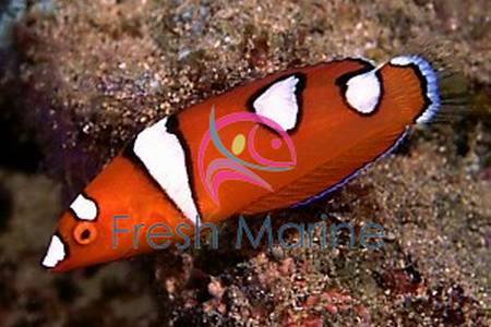 FreshMarine.com - Red Coris Wrasse - Coris gaimard - Yellowtail Coris ...