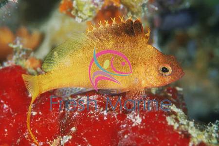 FreshMarine.com - Red Hawkfish - Cyprinocirrhites polyactus - Lyretail ...