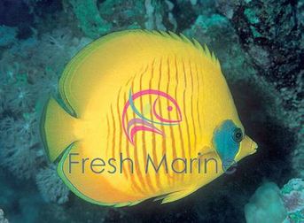 FreshMarine.com - Red Sea Butterfly Fish - Heniochus Bannerfish ...