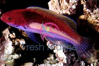 FreshMarine.com - Red Velvet Wrasse - Cirrhilabrus rubrisquamis - Buy ...