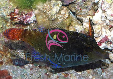 FreshMarine.com - Redtail Filefish - Pervagor melanocephalus - Buy ...