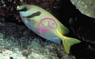 FreshMarine.com - Foxface Rabbitfish - Lo vulpinus - Buy Cheap Foxface ...