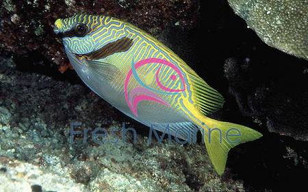 FreshMarine.com - Scribbled Rabbitfish - Siganus doliatus - Barred ...