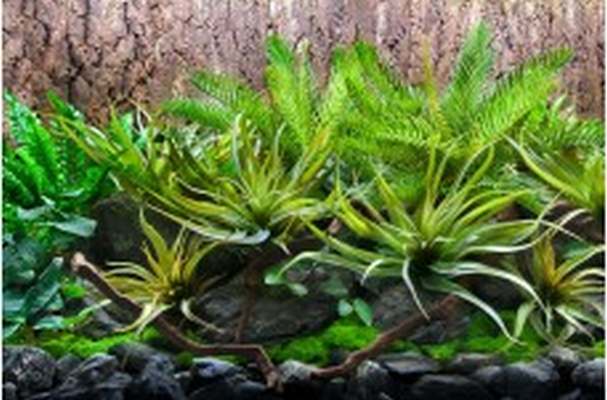 FreshMarine Offers Seaview Tropical Terrarium/ Desert Sky 24inx50ft