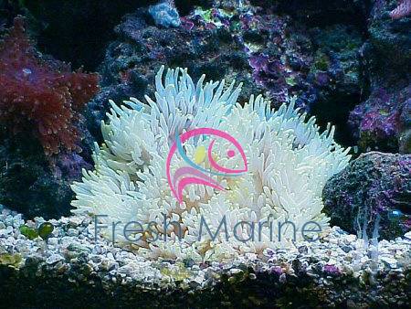 FreshMarine.com - Sebae Anemone - Long Tentacle - Heteractis crispa ...