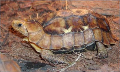 FreshMarine.com - Serrated Hinge Backed Tortoises - Kinixys erosa - Buy ...