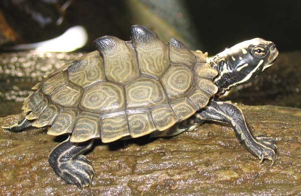 FreshMarine.com - Southern Black Knobbed Map Turtle - Graptemys ...