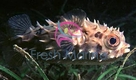 Saltwater Fish - FreshMarine.com - Salt Water Fish Vivid Aquarium Color ...