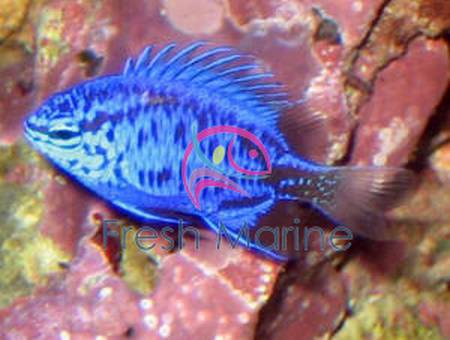 FreshMarine.com - Springer's Damsel Fish, Chrysiptera springeri ...