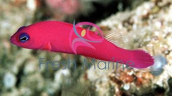 FreshMarine.com - Strawberry Purple Pseudochromis - Pseudochromis ...