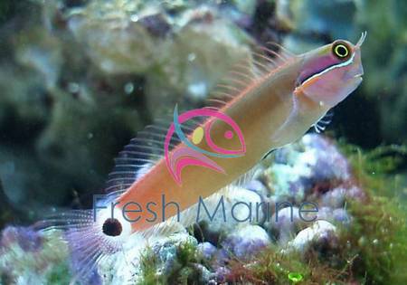 FreshMarine.com - Tail Spot Blenny - Ecsenius stigmatura - Buy Cheap ...