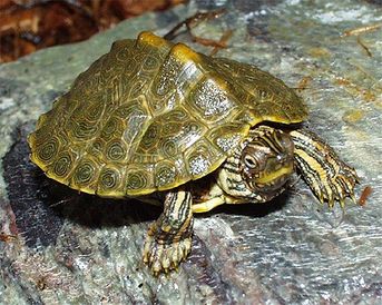 FreshMarine.com - Texas Maps - Graptemys versa - Buy Texas Map Turtle ...