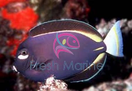 FreshMarine.com - White Cheek Tang - Acanthurus nigricans - Whitecheek ...