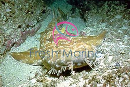 FreshMarine.com - Wobbygong Shark - Orectobobus species - Buy Cheap ...