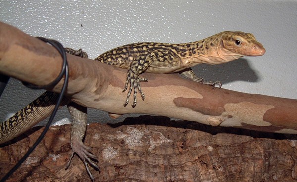 FreshMarine.com - Yellow Babies Monitor - V. melinus - Quince Monitor ...