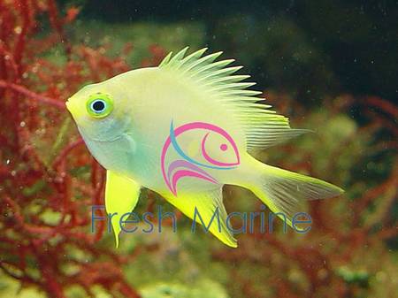 FreshMarine.com - Yellow Damsel - Amblyglyphidodon aureus - Lemon ...
