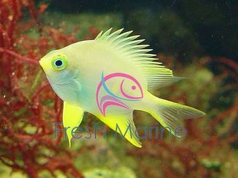 FreshMarine.com - Yellow Damsel - Amblyglyphidodon aureus - Lemon ...