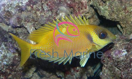 FreshMarine.com - Yellow Rabbitfish - Siganus Corallinus - Siganus ...
