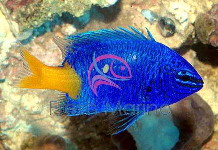 FreshMarine.com - Yellowtail Damsel - Chrysiptera parasema - Buy Cheap ...