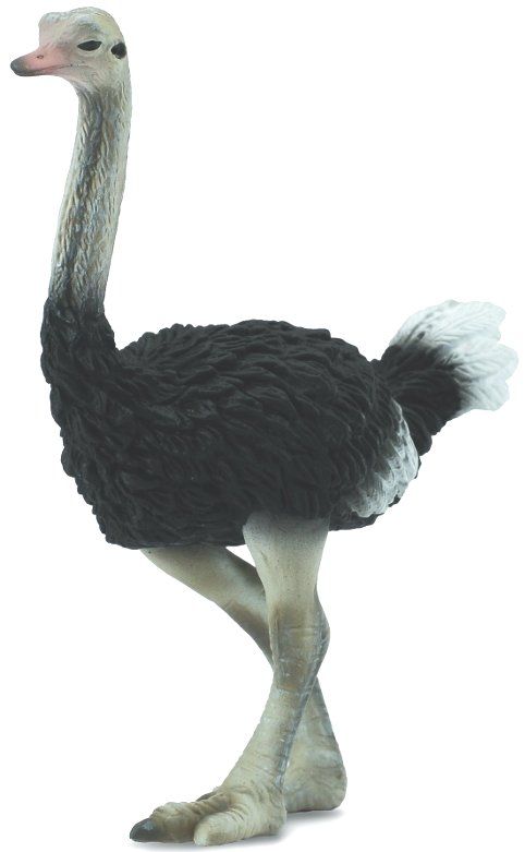 CollectA Ostrich #88459 - The largest Flightless Bird