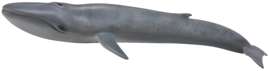 CollectA Sealife - Blue Whale #88834 - King of the Ocean