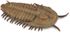 CollectA Redlichia Rex Trilobite #88906 - New 2021