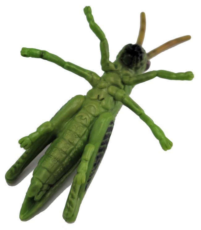 CollectA Wildlife - Grasshopper #88352 - hops high and far