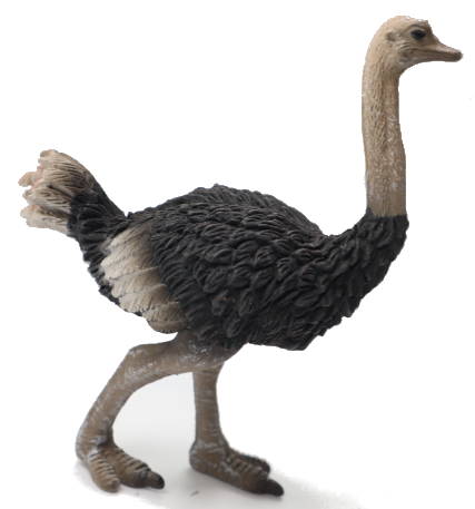 CollectA Ostrich #88459 - The largest Flightless Bird