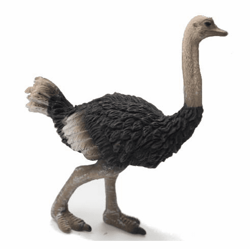 CollectA Ostrich #88459 - The largest Flightless Bird