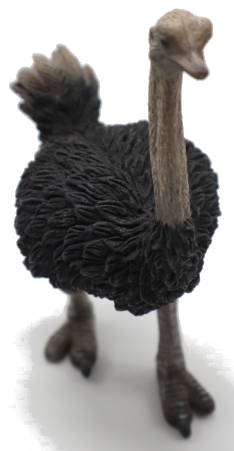 CollectA Ostrich #88459 - The largest Flightless Bird