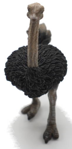 CollectA Ostrich #88459 - The largest Flightless Bird