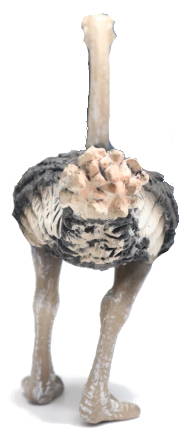 CollectA Ostrich #88459 - The largest Flightless Bird