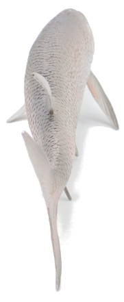 CollectA Xiphactinus Prehistoric Figure #88928 - New 2022