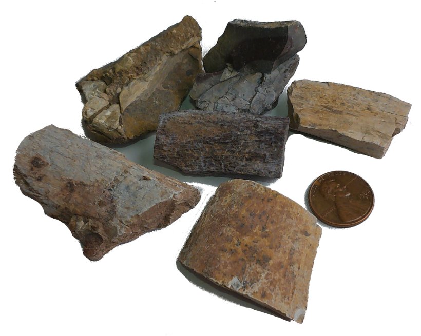 Prehistoric Fossil - Fossilized Allosaurus Bone Fragment