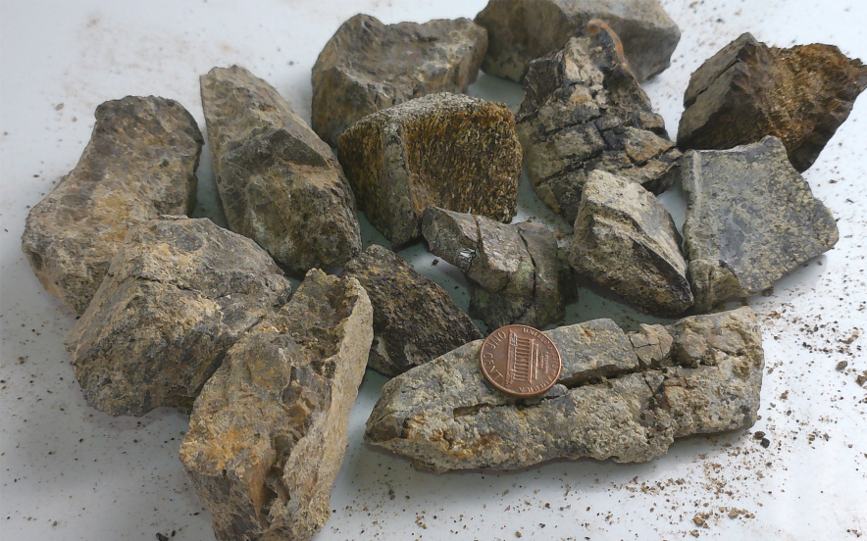 Prehistoric Fossil - Fossilized Camarasaurus Bone Fragment